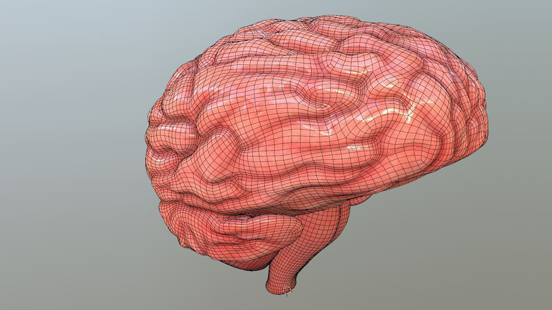 Brain 3D Model - TurboSquid 2109410