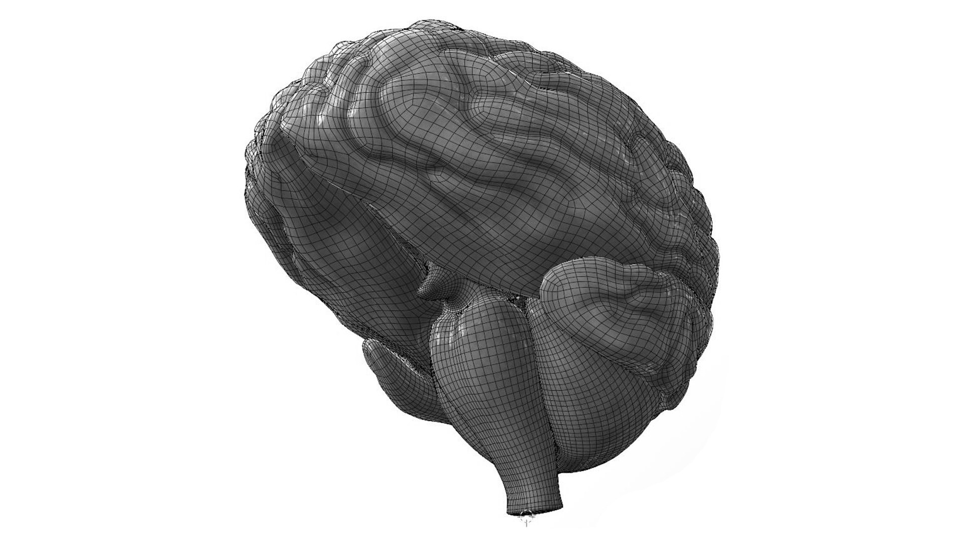 Brain 3D Model - TurboSquid 2109410