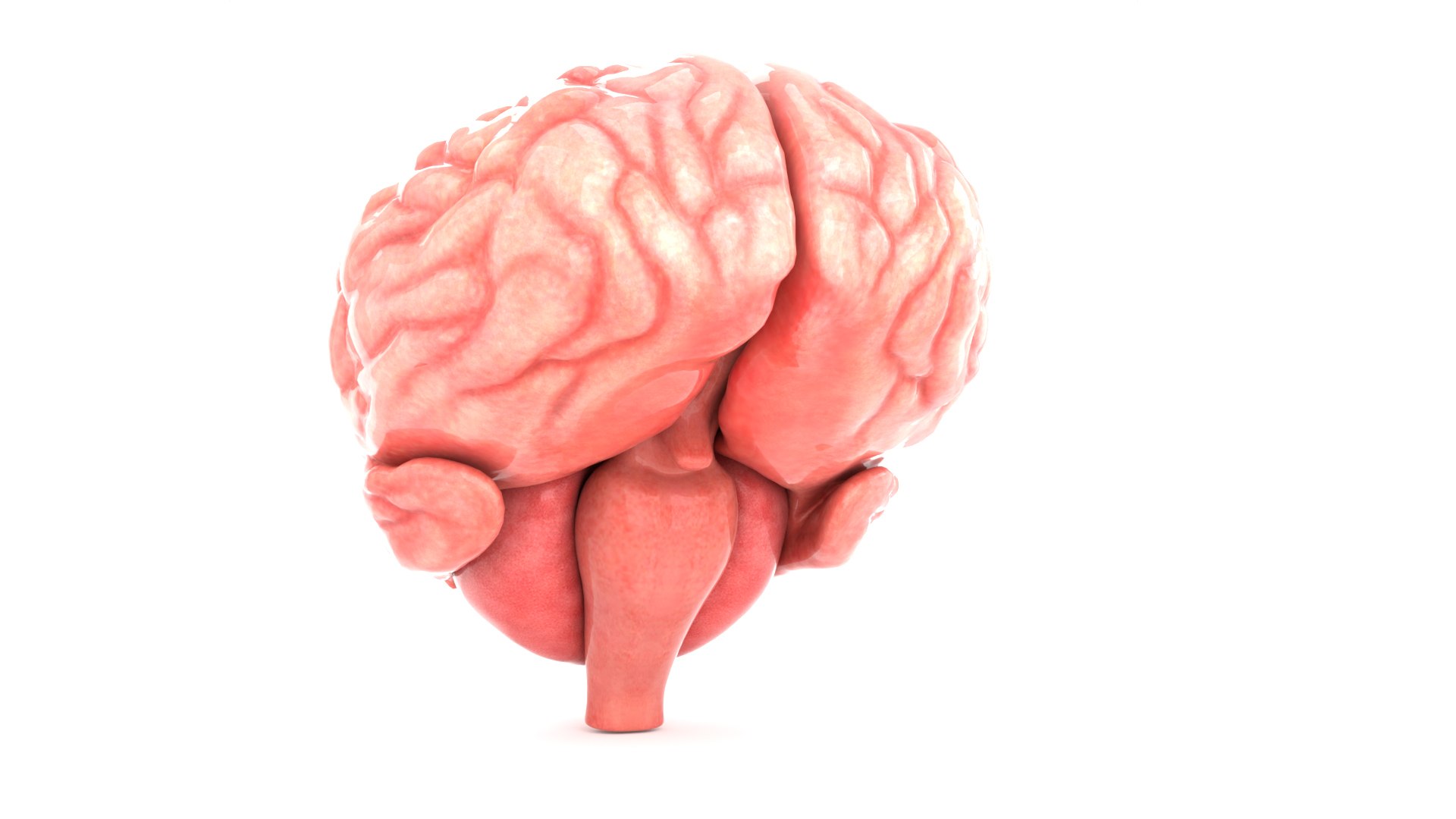Brain 3D Model - TurboSquid 2109410