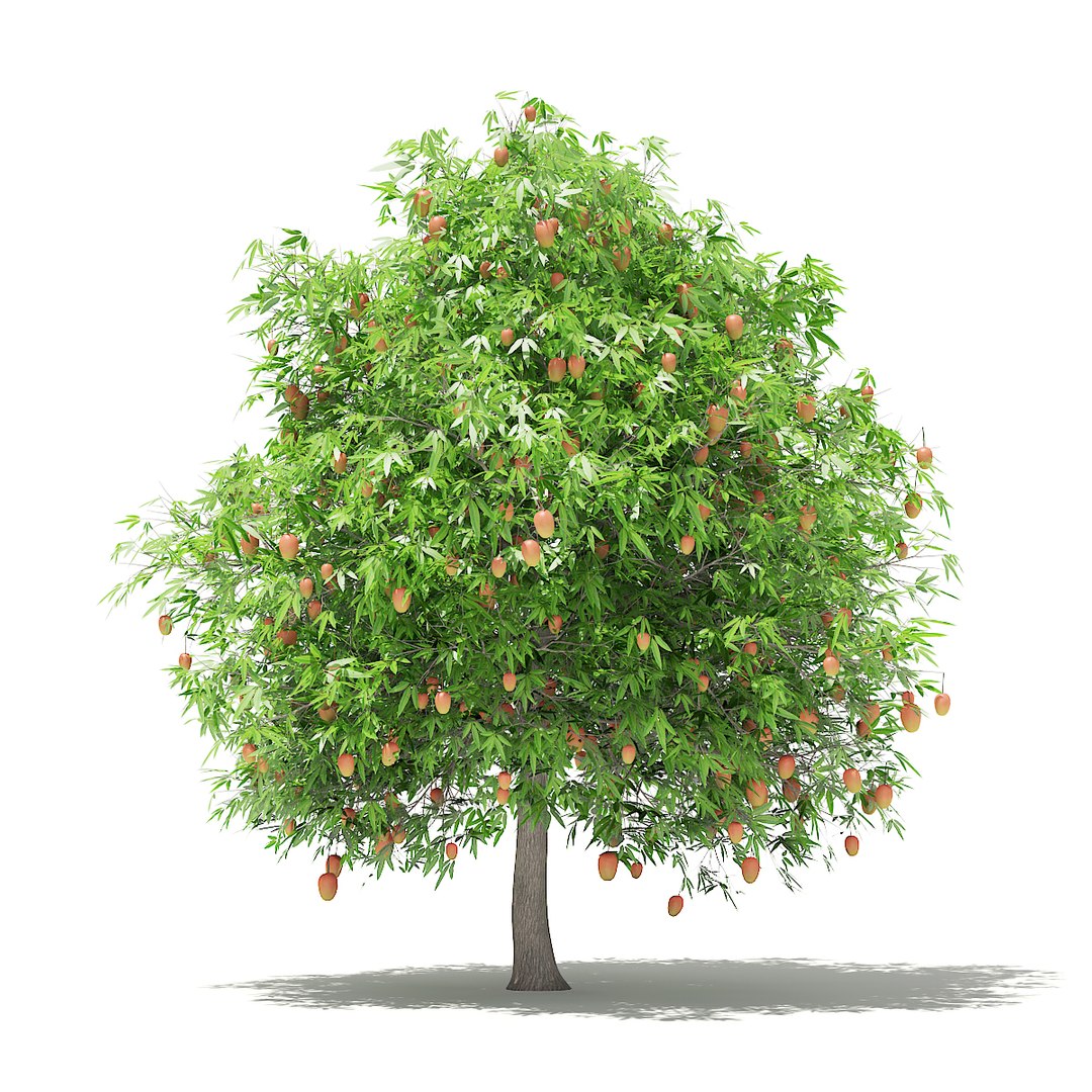 3D Mango Tree Fruits 4m - TurboSquid 1306276