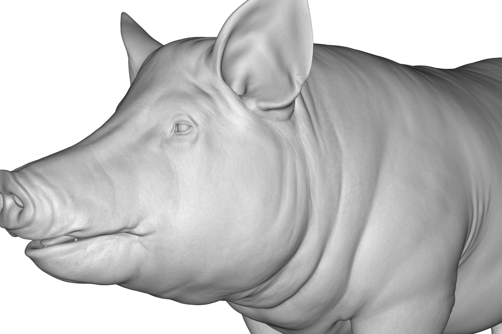 3D Pig Model - TurboSquid 2208433