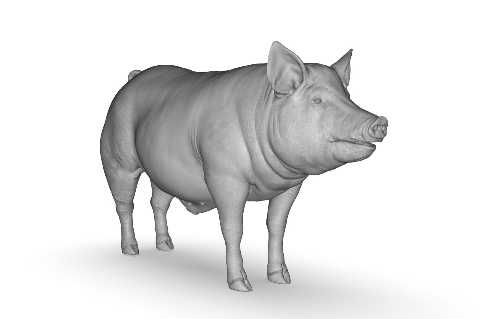 3D Pig Model - TurboSquid 2208433