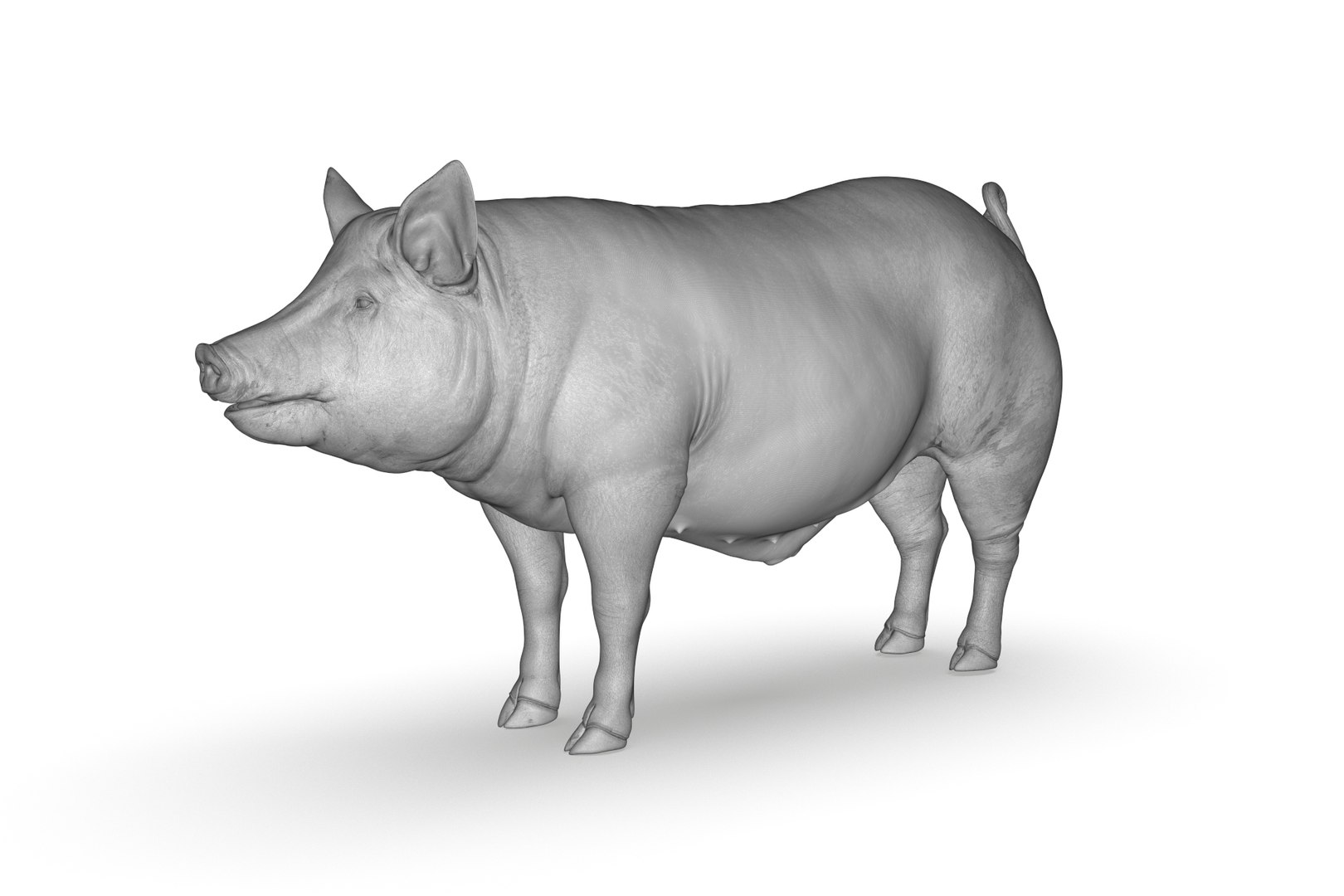 3D Pig Model - TurboSquid 2208433