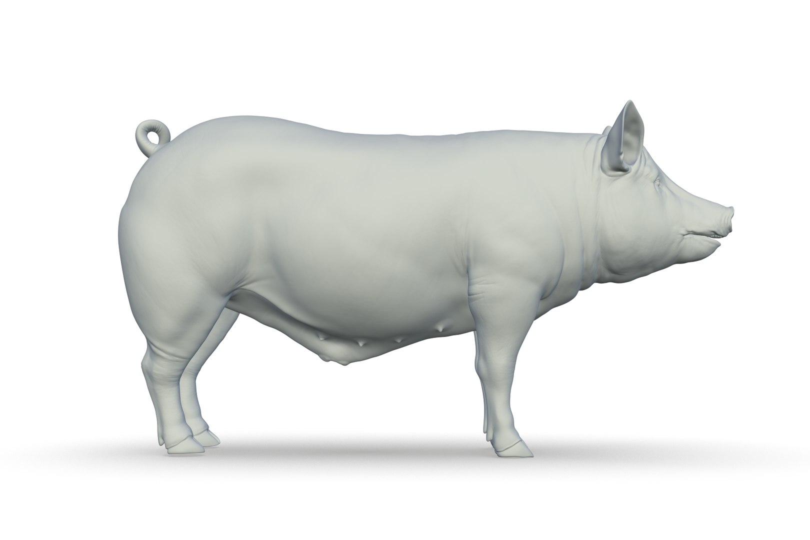 3D Pig Model - TurboSquid 2208433