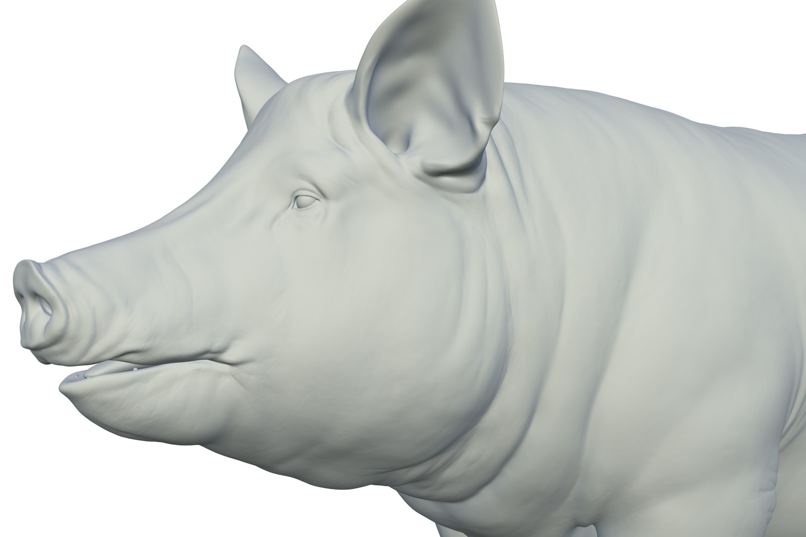 3D Pig Model - TurboSquid 2208433