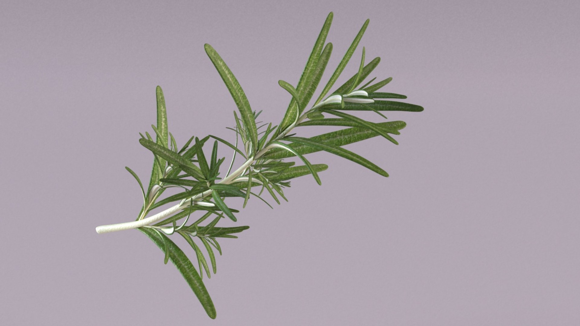 Rosemary Fresh Herbal 3D Model - TurboSquid 1516204
