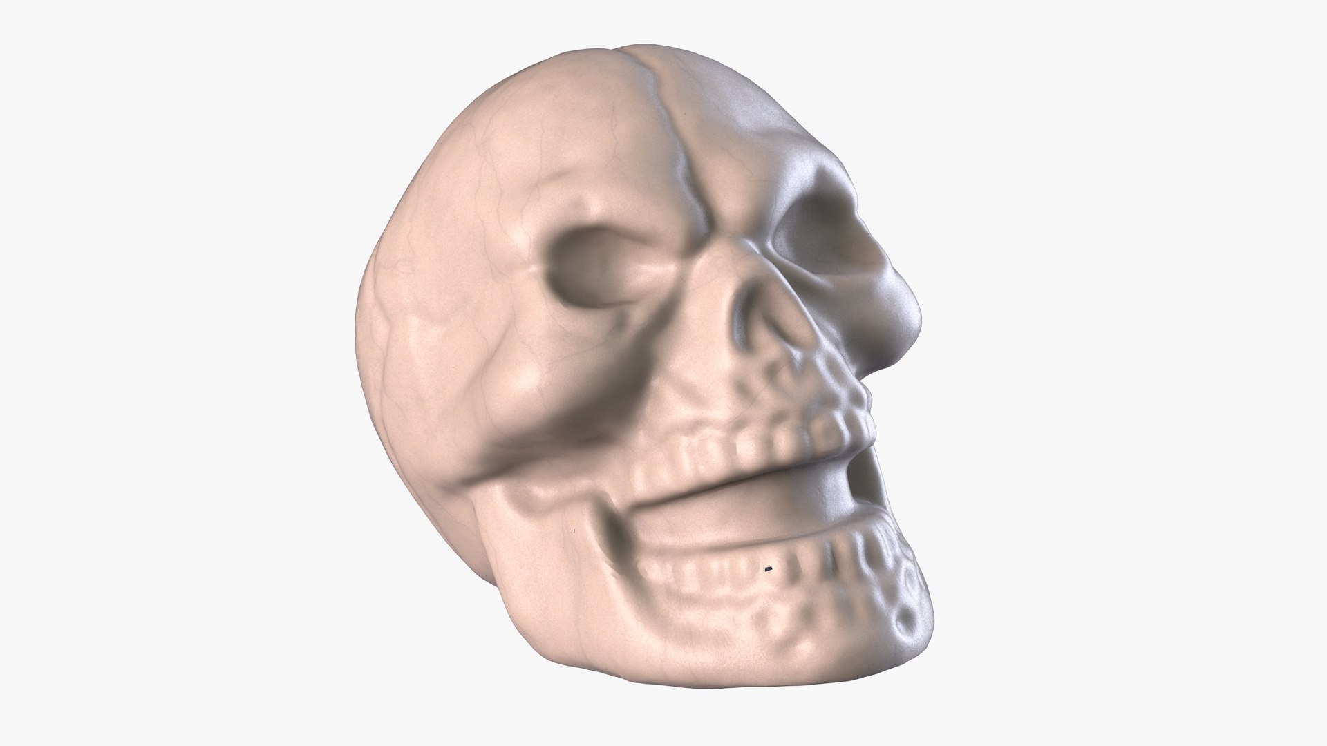 3D Skull Model - TurboSquid 1952915