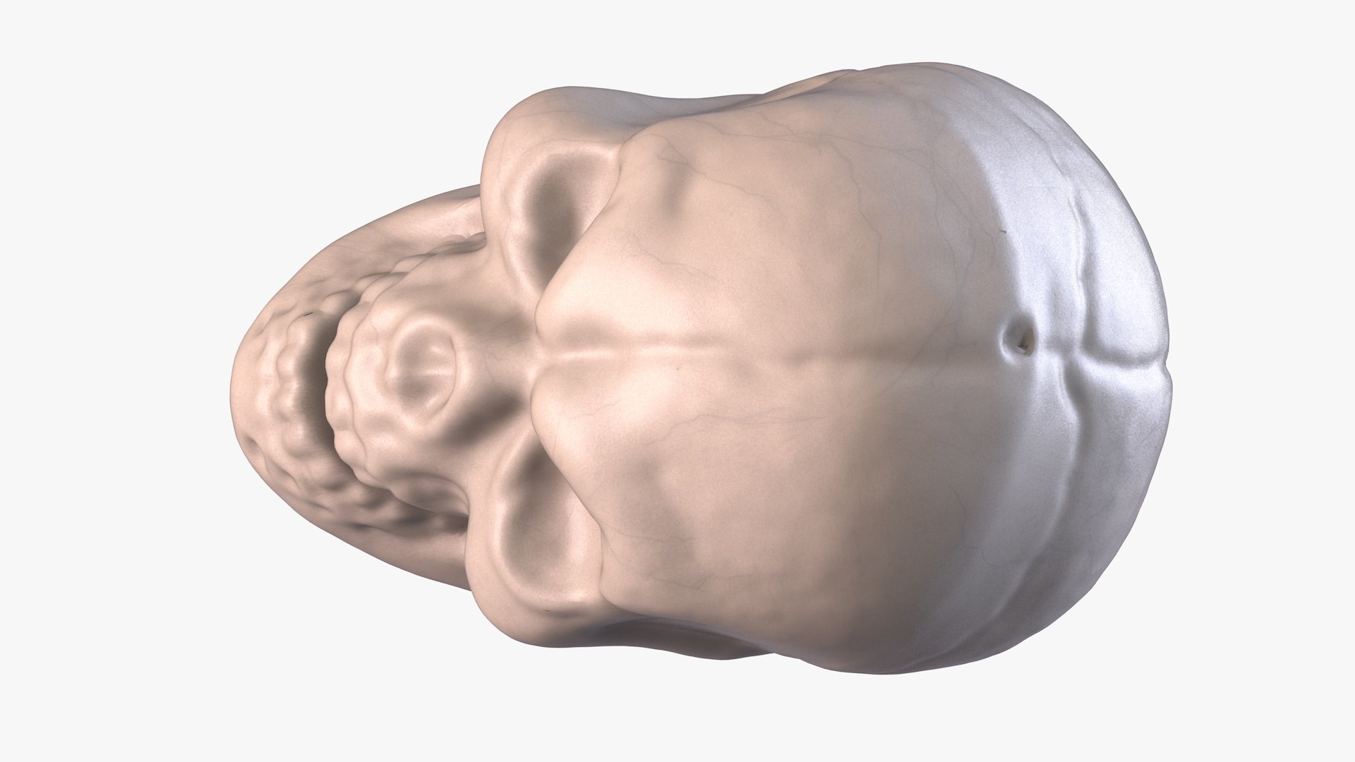 3D Skull Model - TurboSquid 1952915