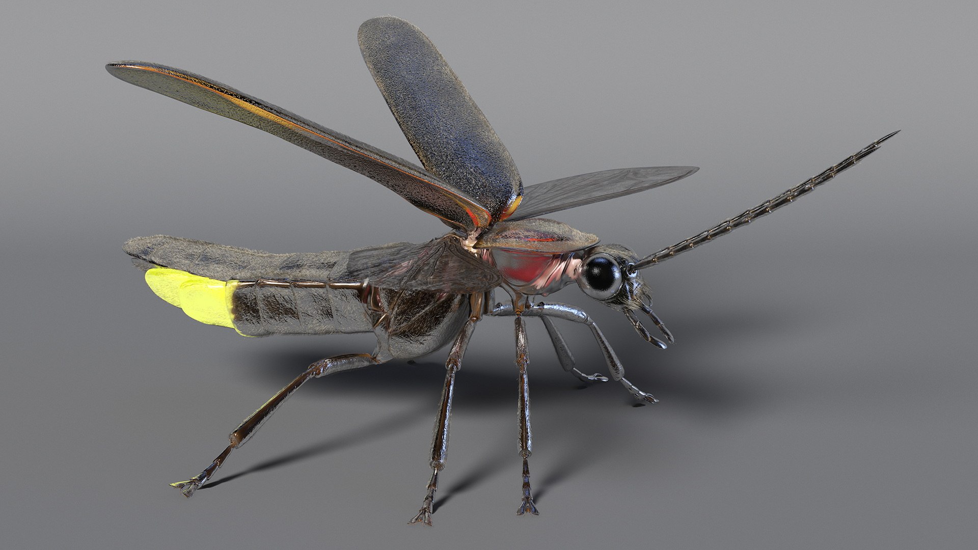 Glowing Firefly Basic Pose Fur 3D - TurboSquid 2170495