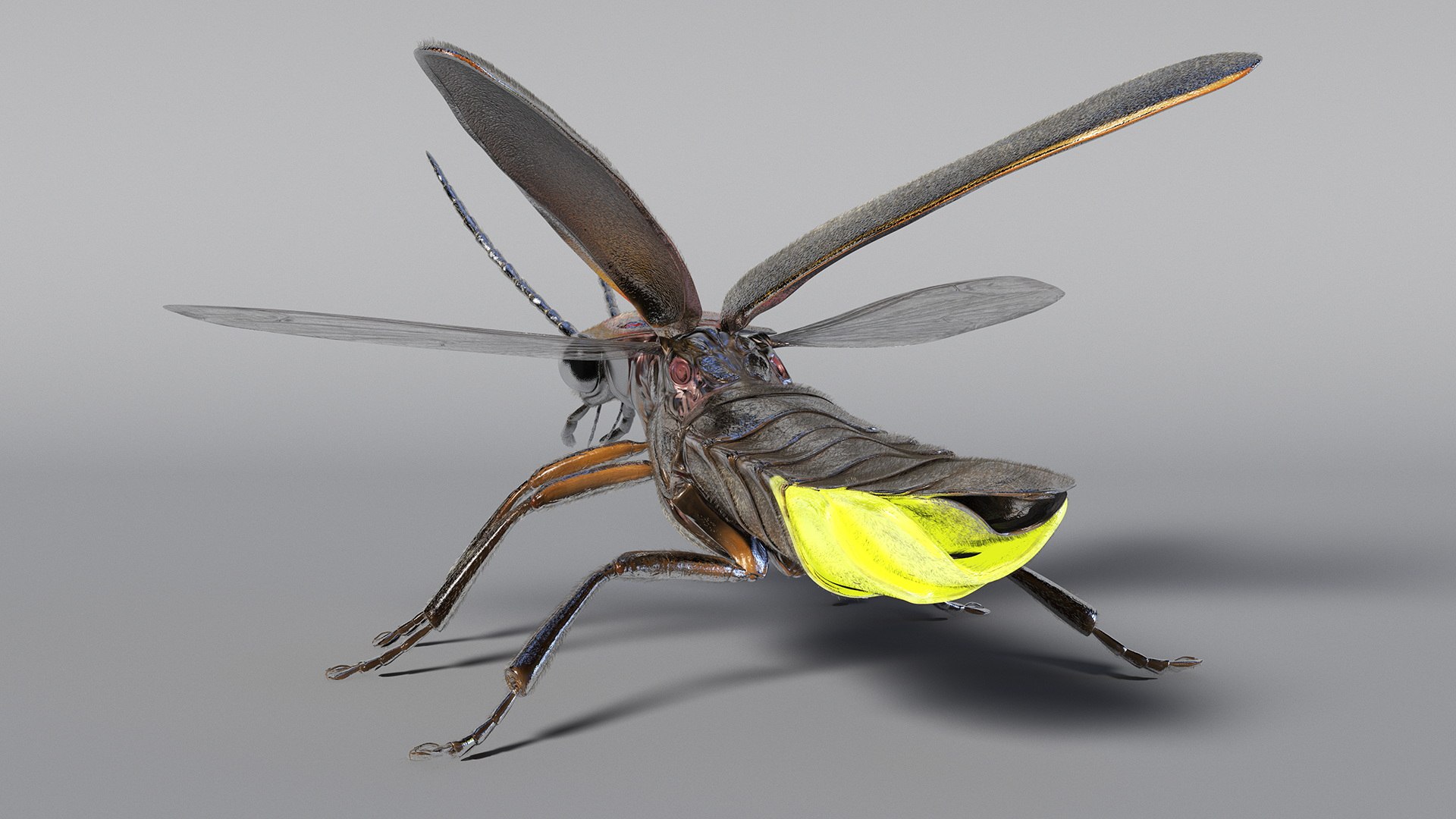 Glowing Firefly Basic Pose Fur 3D - TurboSquid 2170495