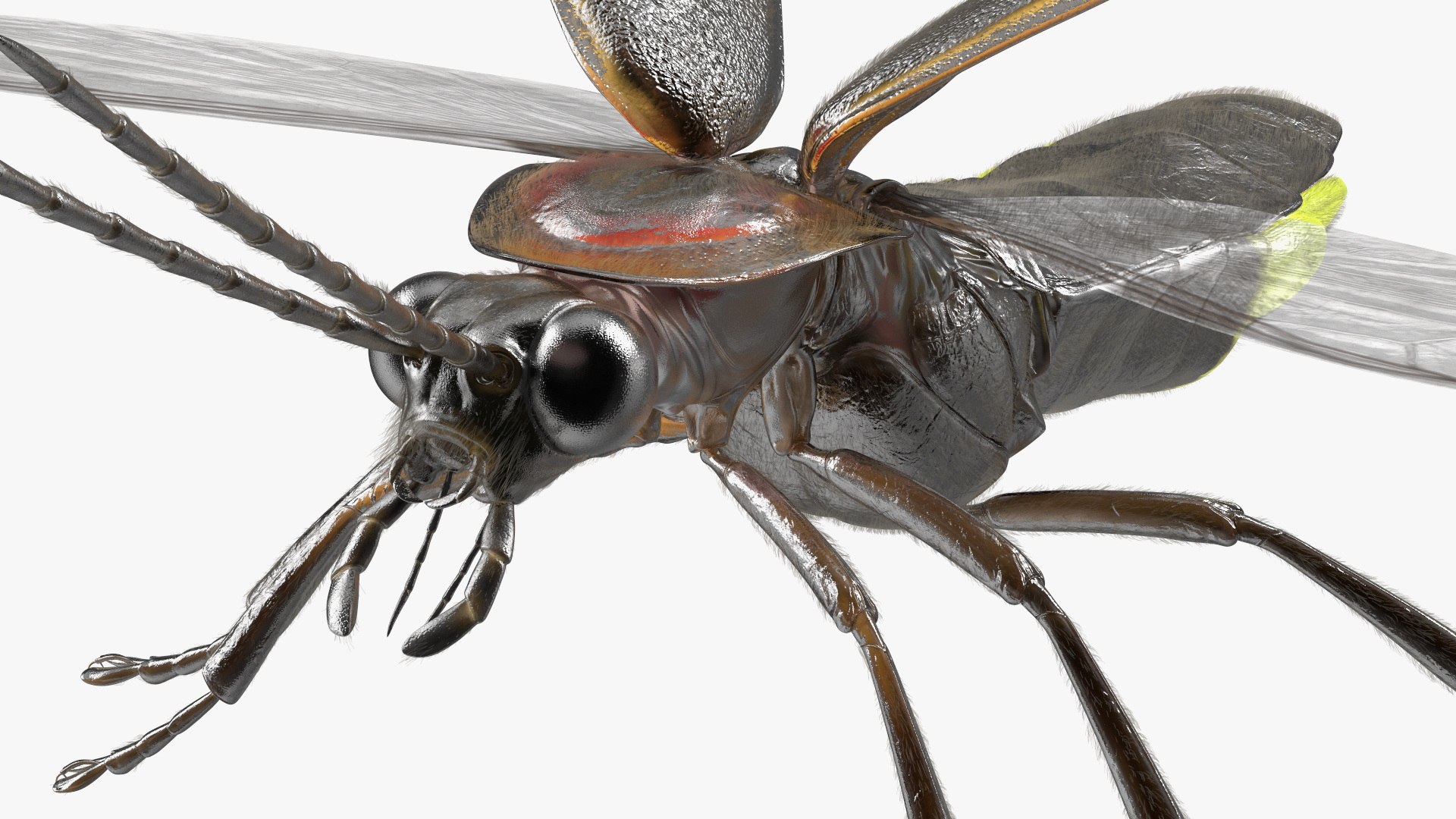 Glowing Firefly Basic Pose Fur 3D - TurboSquid 2170495