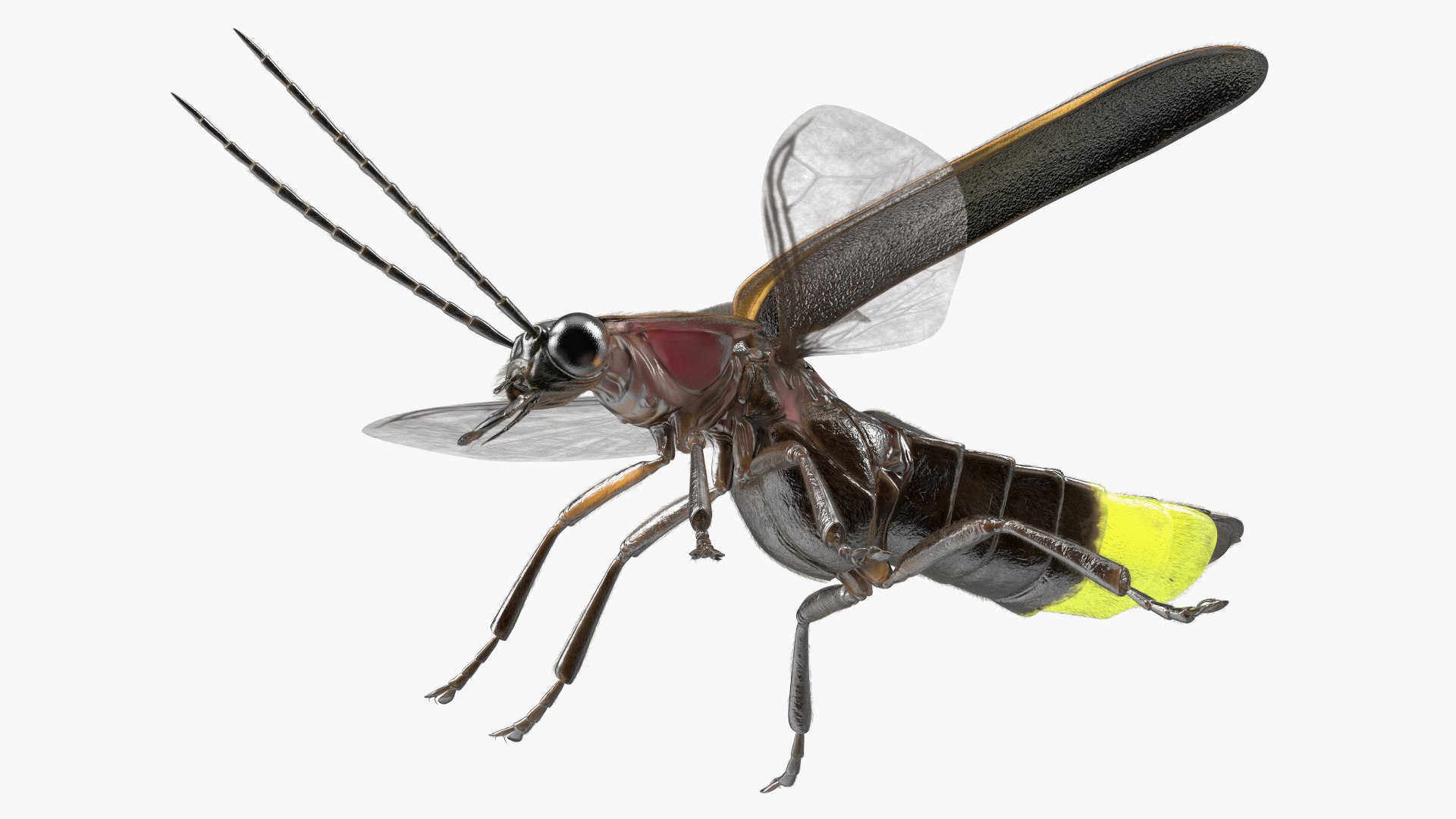 Glowing Firefly Basic Pose Fur 3D - TurboSquid 2170495