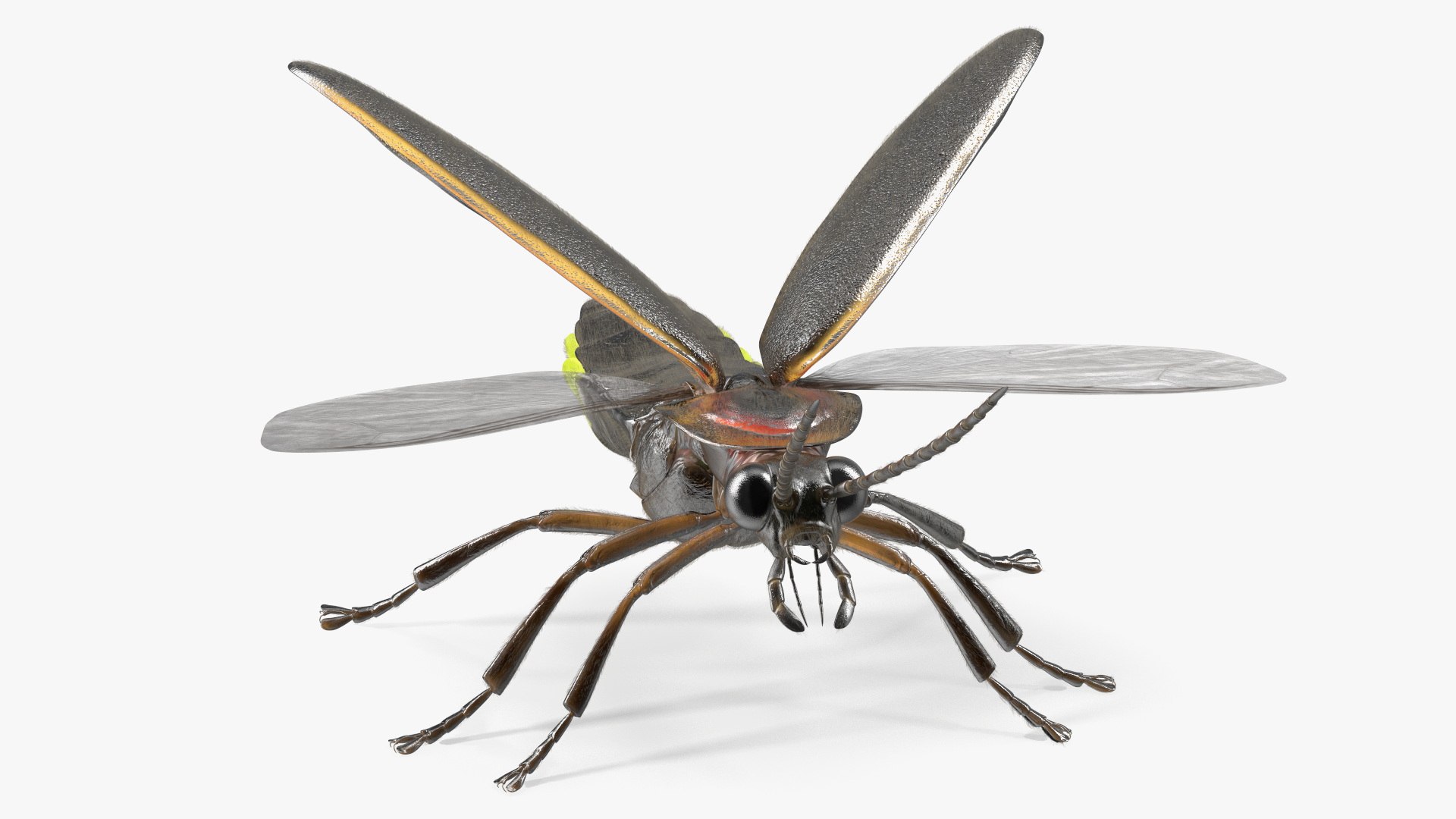 Glowing Firefly Basic Pose Fur 3D - TurboSquid 2170495