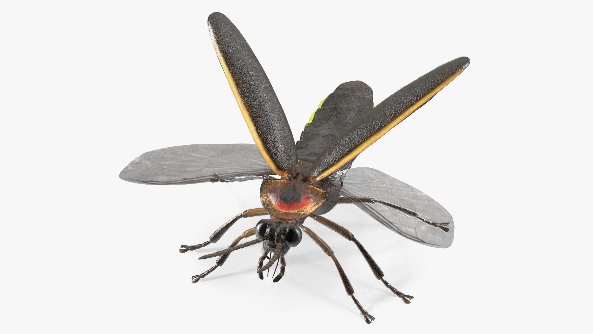 Glowing Firefly Basic Pose Fur 3D - TurboSquid 2170495