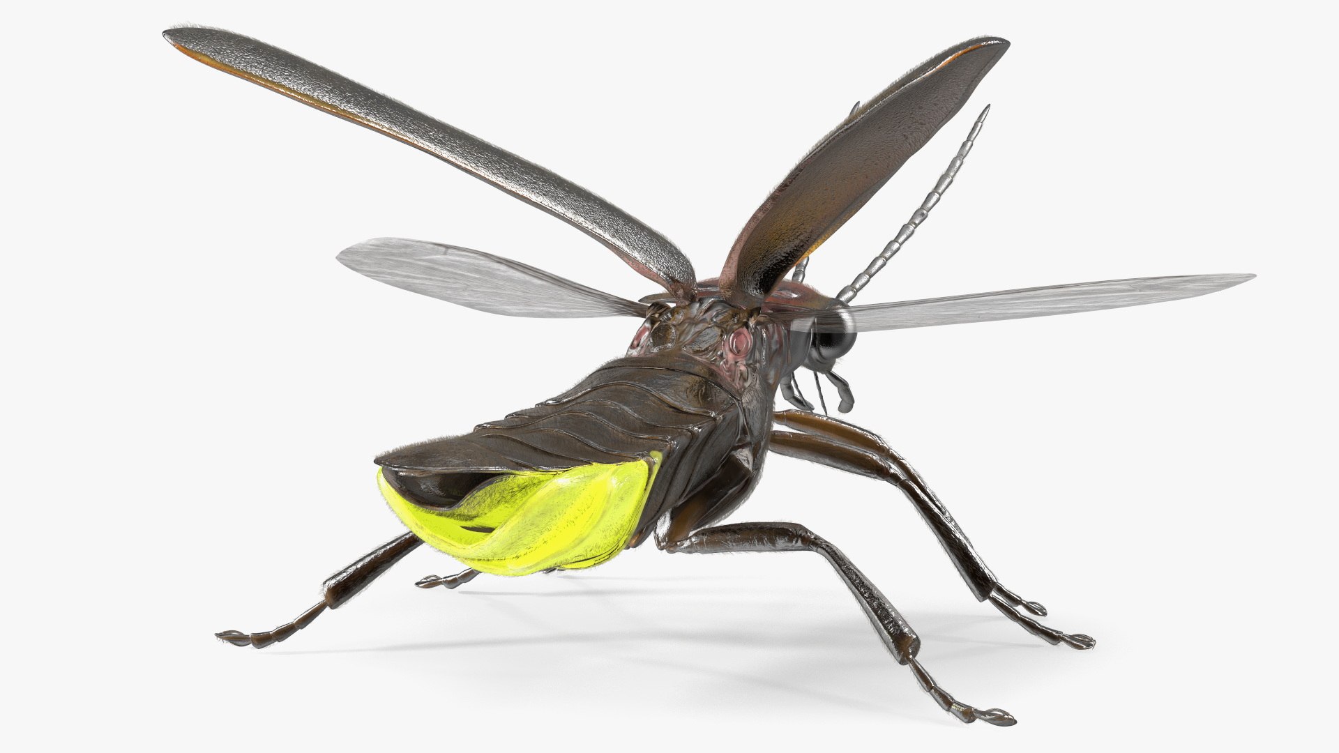 Glowing Firefly Basic Pose Fur 3D - TurboSquid 2170495