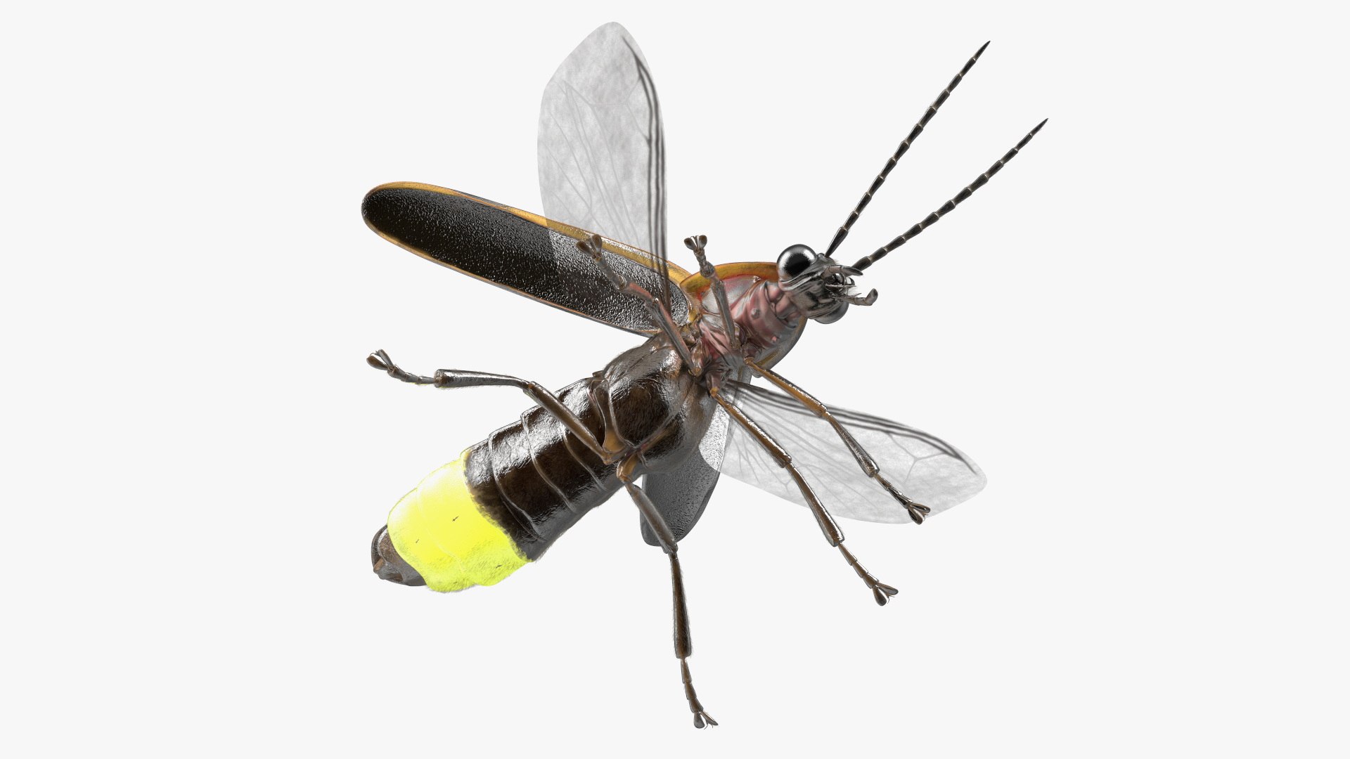 Glowing Firefly Basic Pose Fur 3D - TurboSquid 2170495