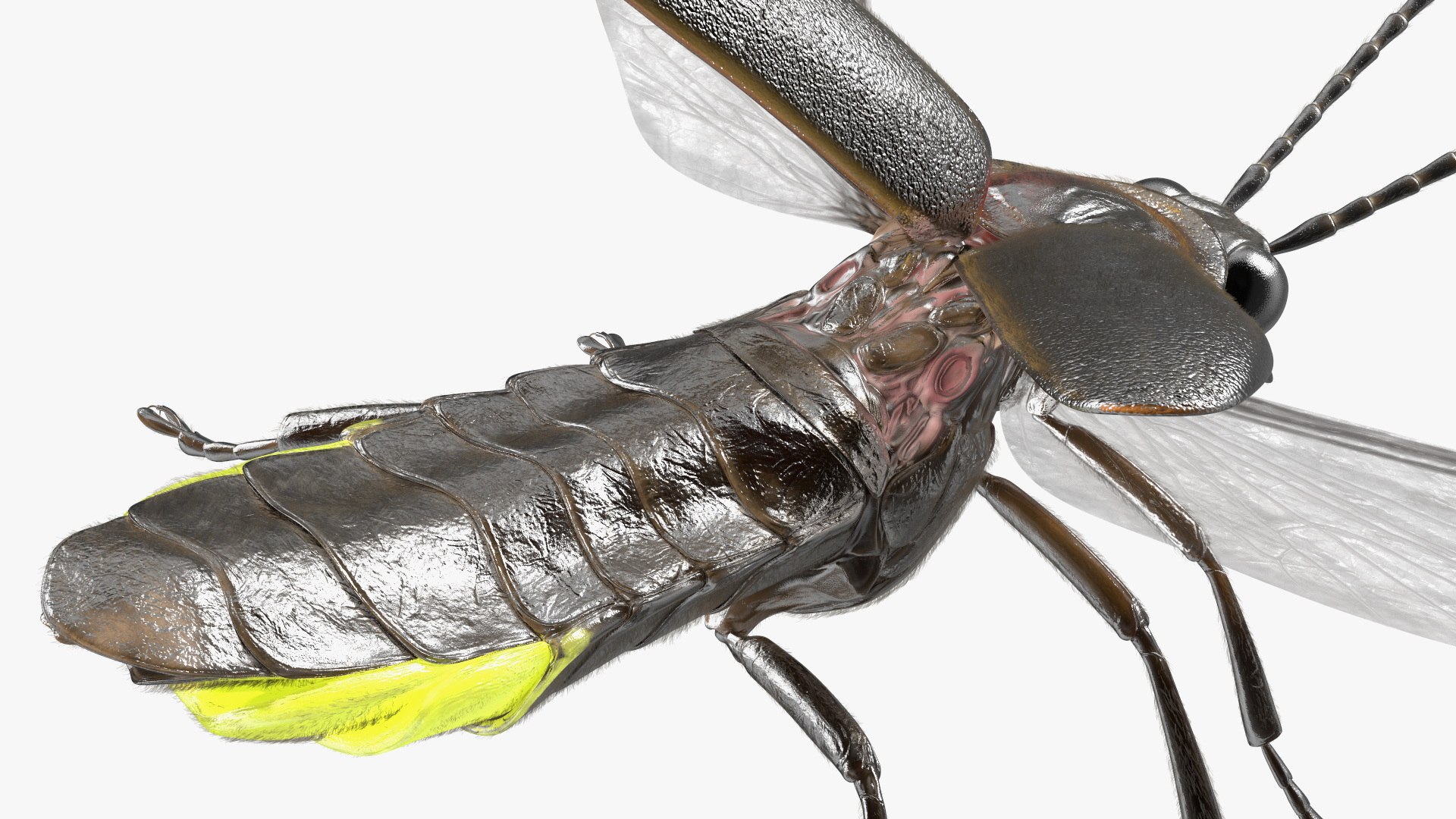 Glowing Firefly Basic Pose Fur 3D - TurboSquid 2170495