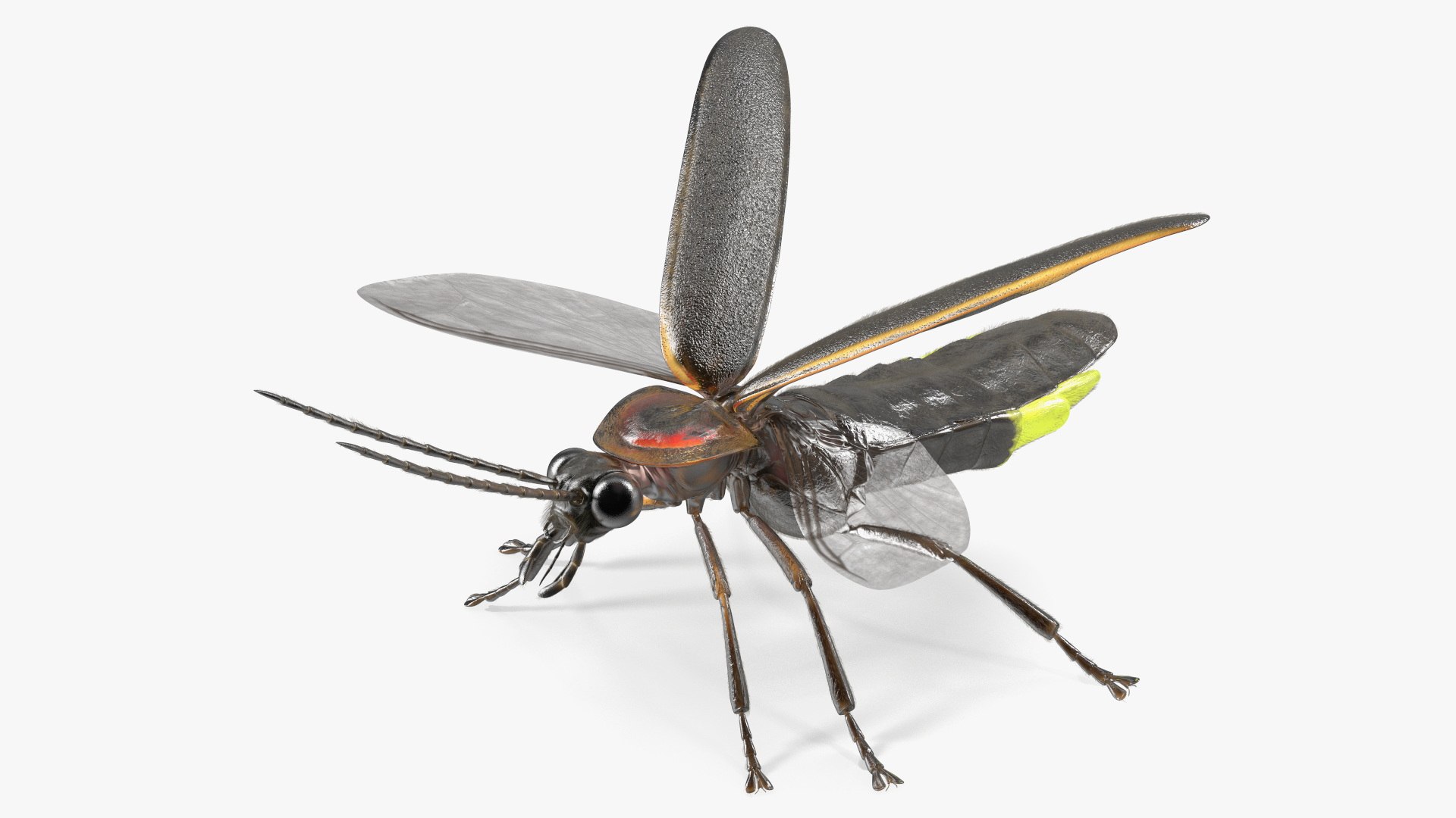 Glowing Firefly Basic Pose Fur 3D - TurboSquid 2170495
