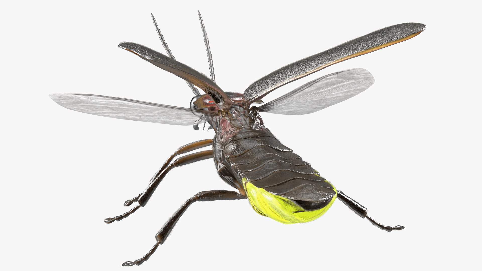 Glowing Firefly Basic Pose Fur 3D - TurboSquid 2170495