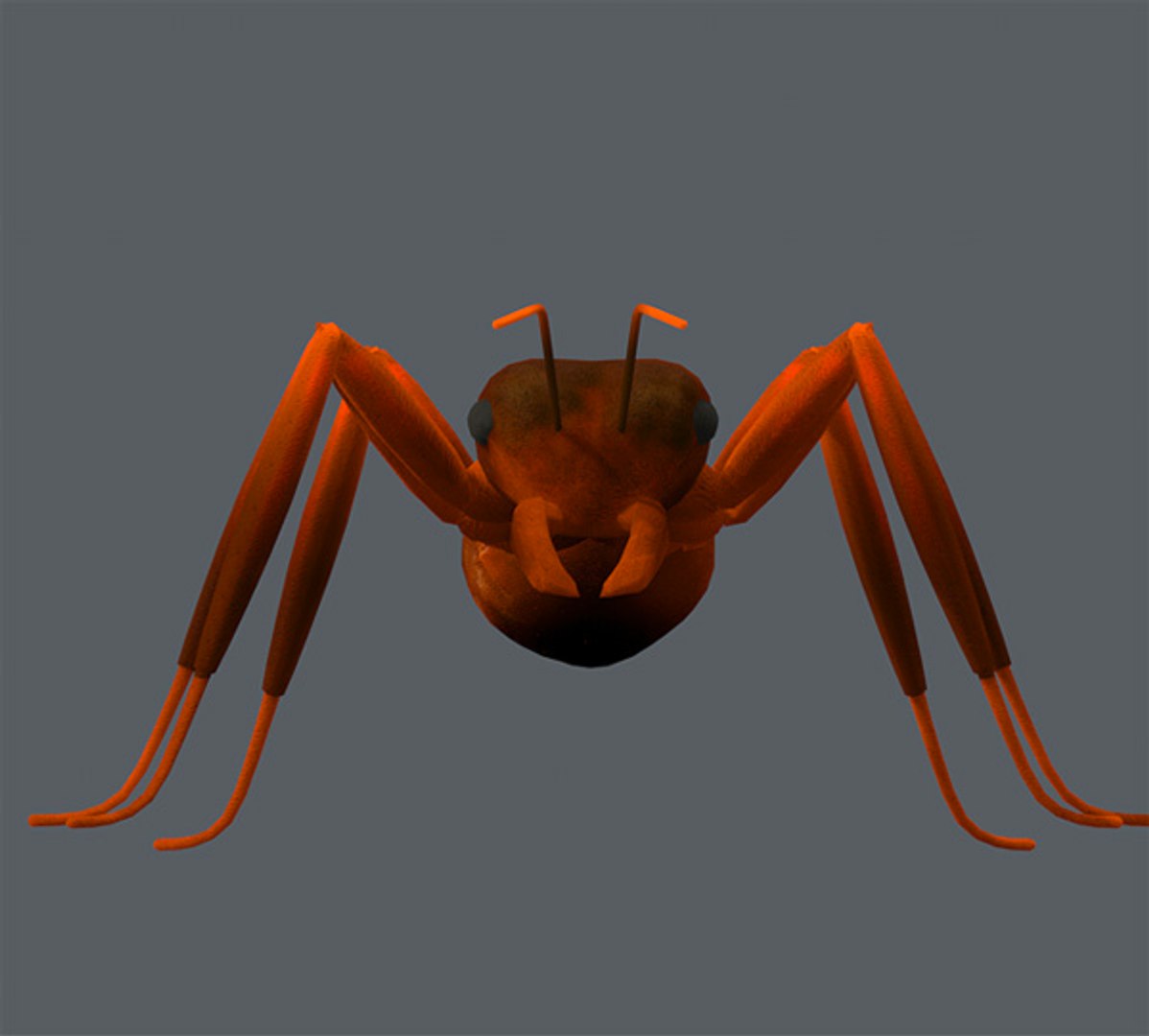 3d Ant Insect