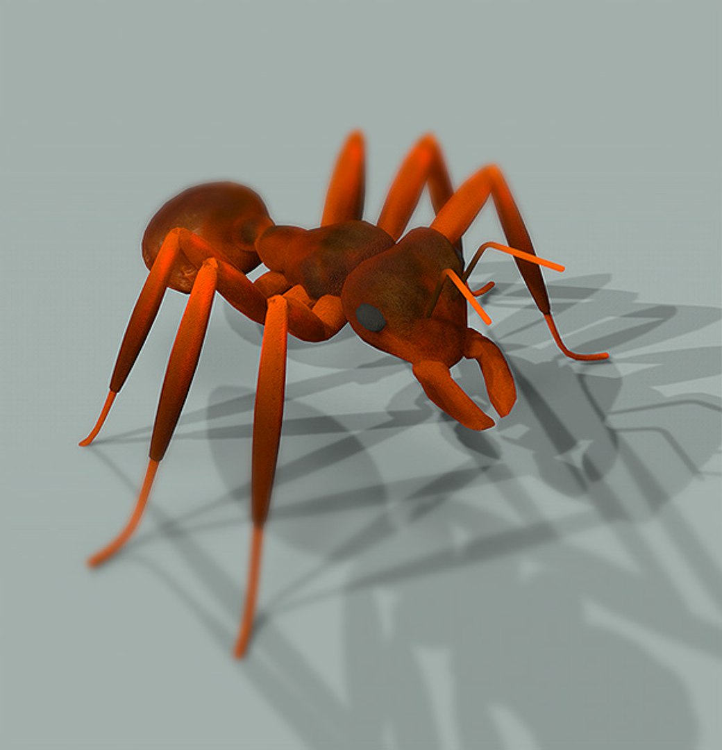 3d Ant Insect
