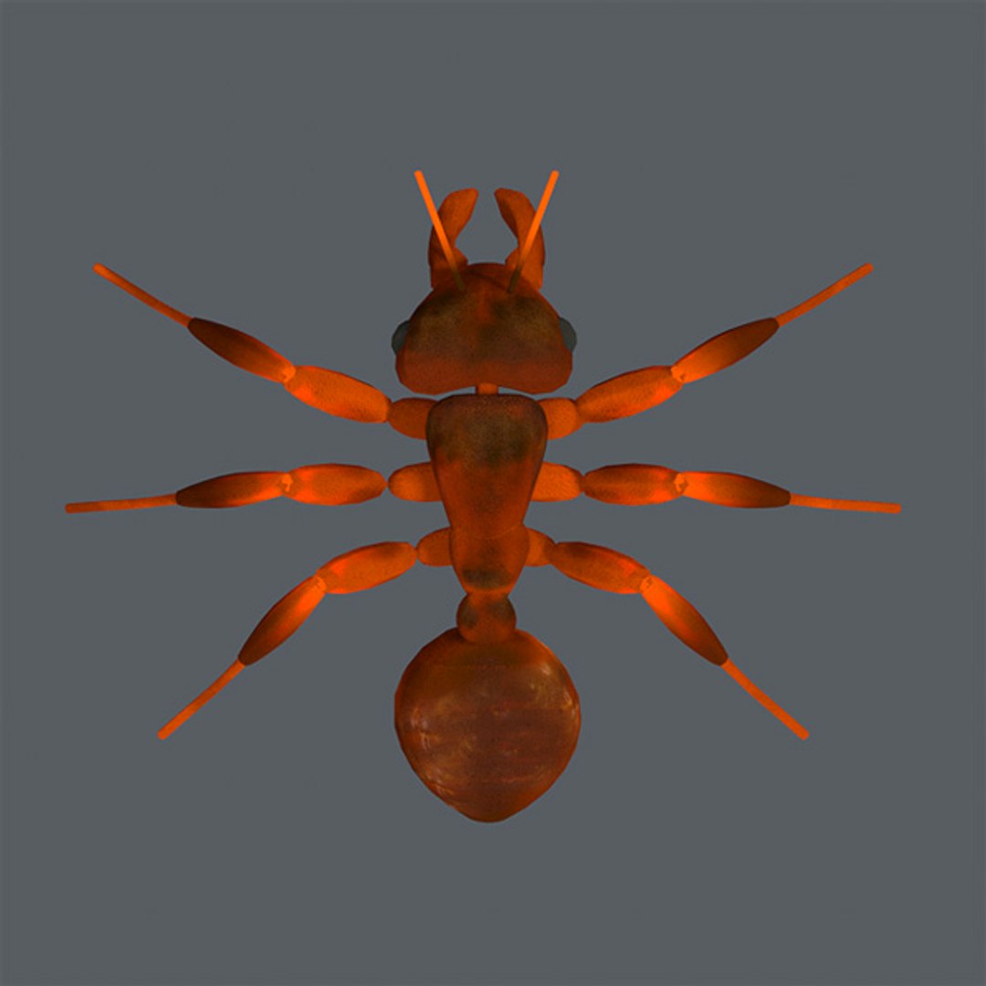 3d Ant Insect