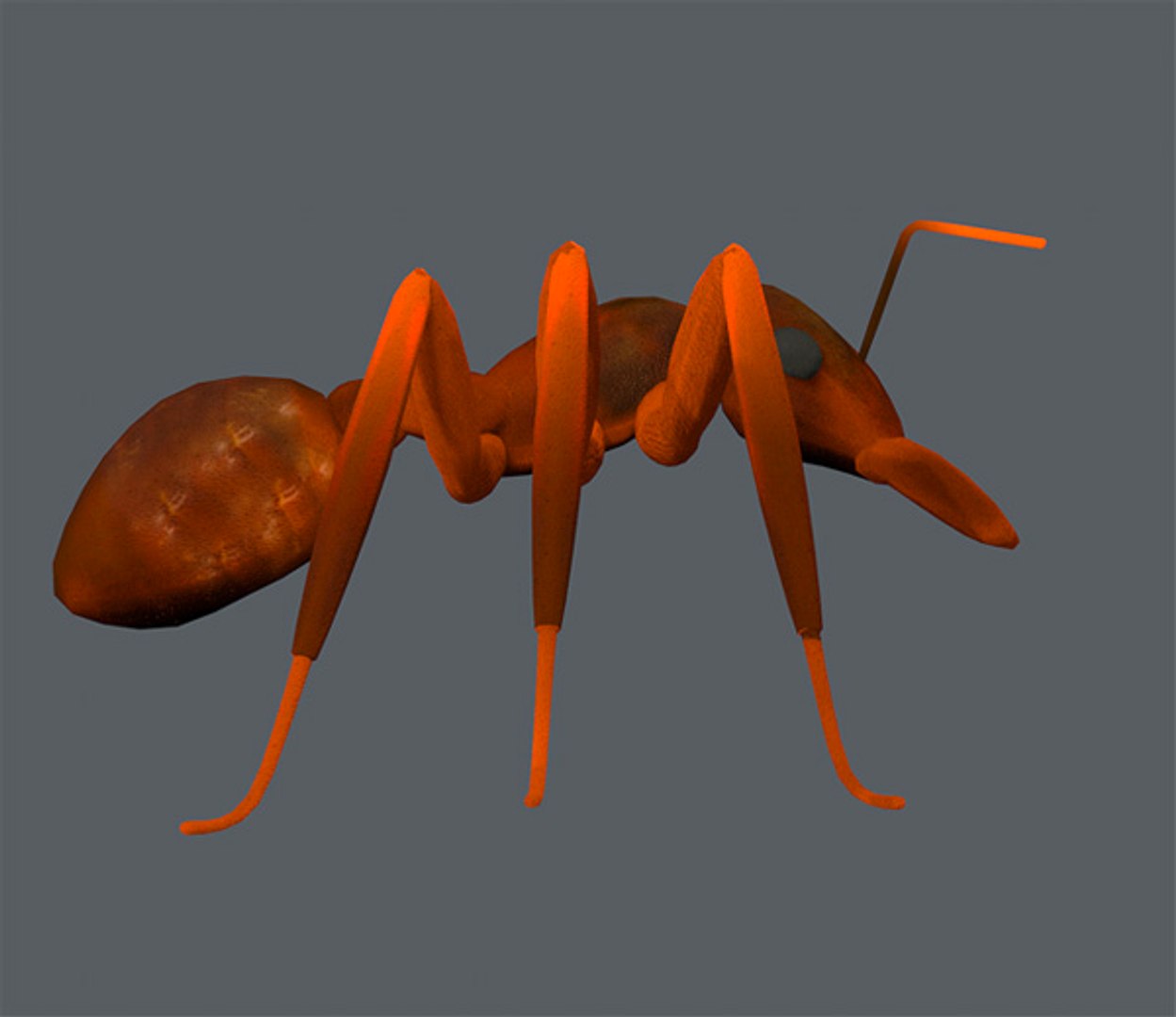 3d Ant Insect