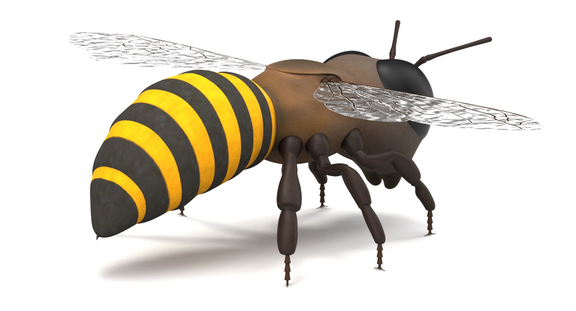 Cartoon Bee Model - TurboSquid 1356215