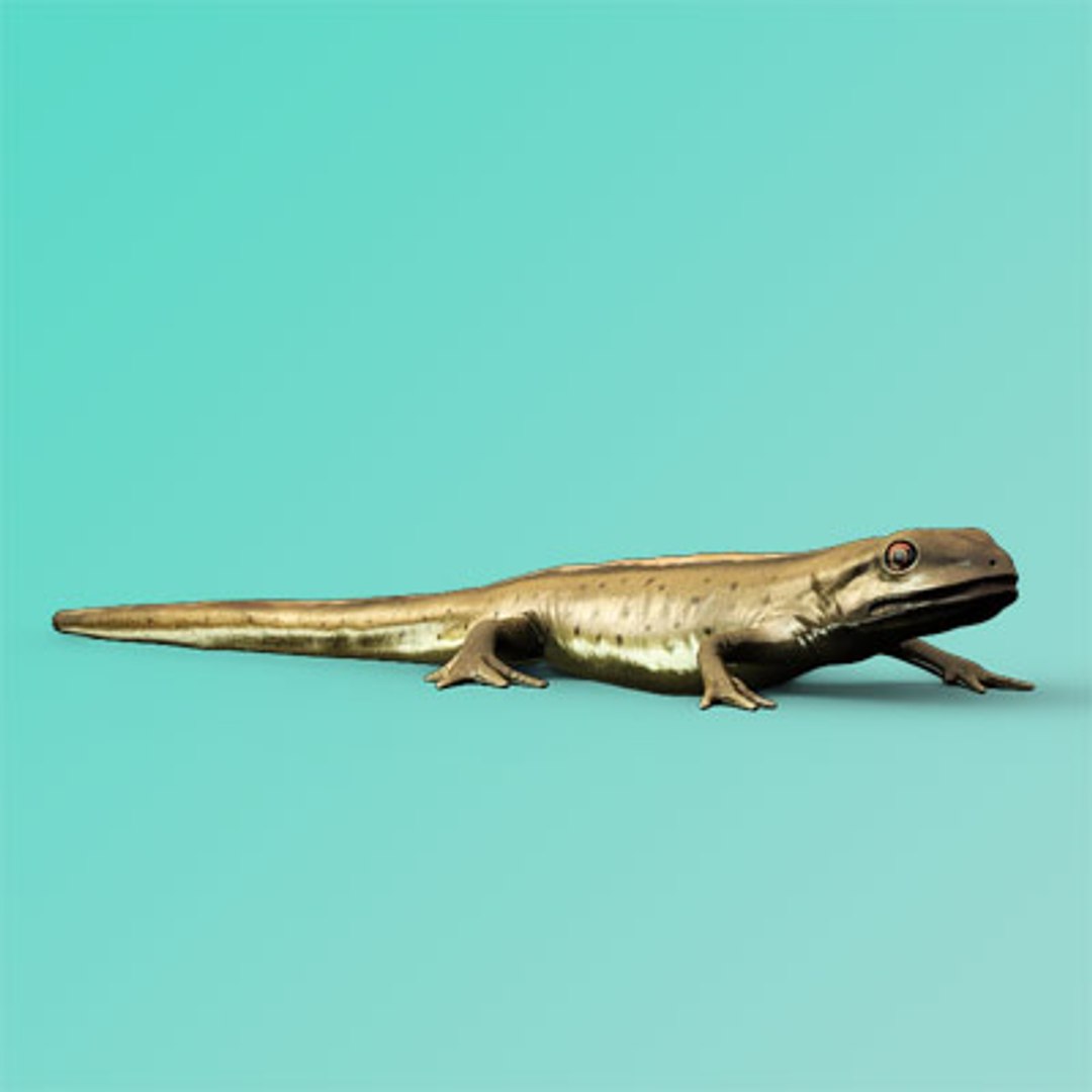 Smooth Newt Lizards 3d Model