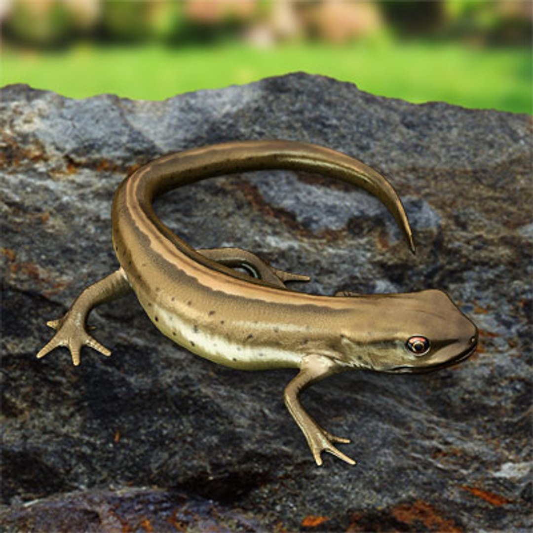 Smooth Newt Lizards 3d Model