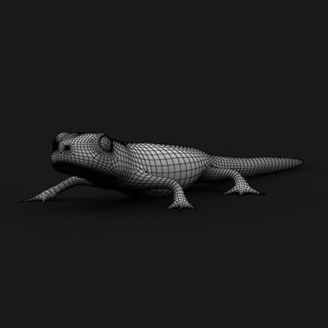 Smooth Newt Lizards 3d Model