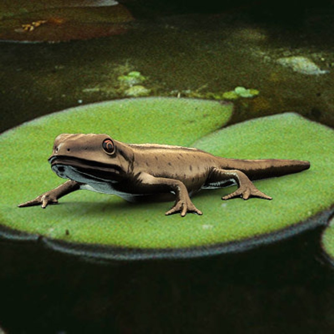 Smooth Newt Lizards 3d Model