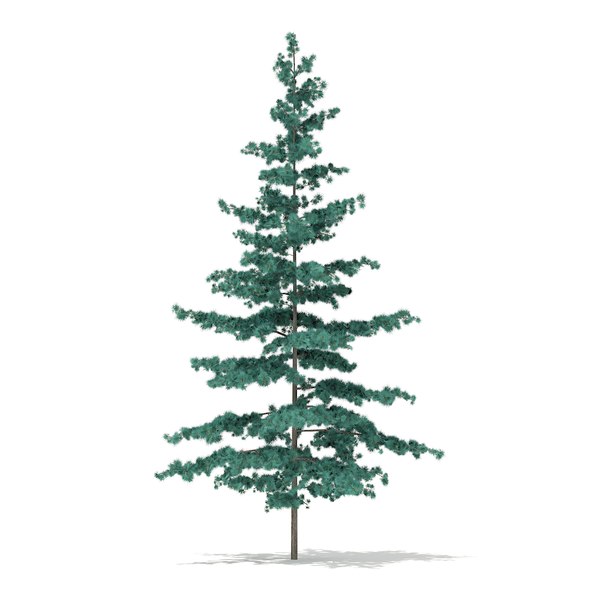 3d model blue atlas cedar cedrus