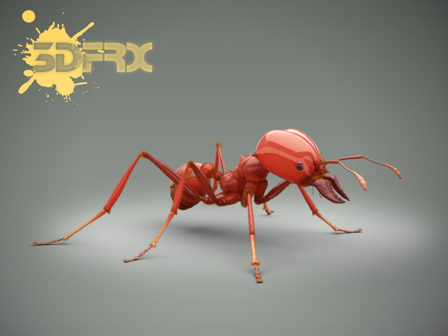 3d ant atta laevigata model