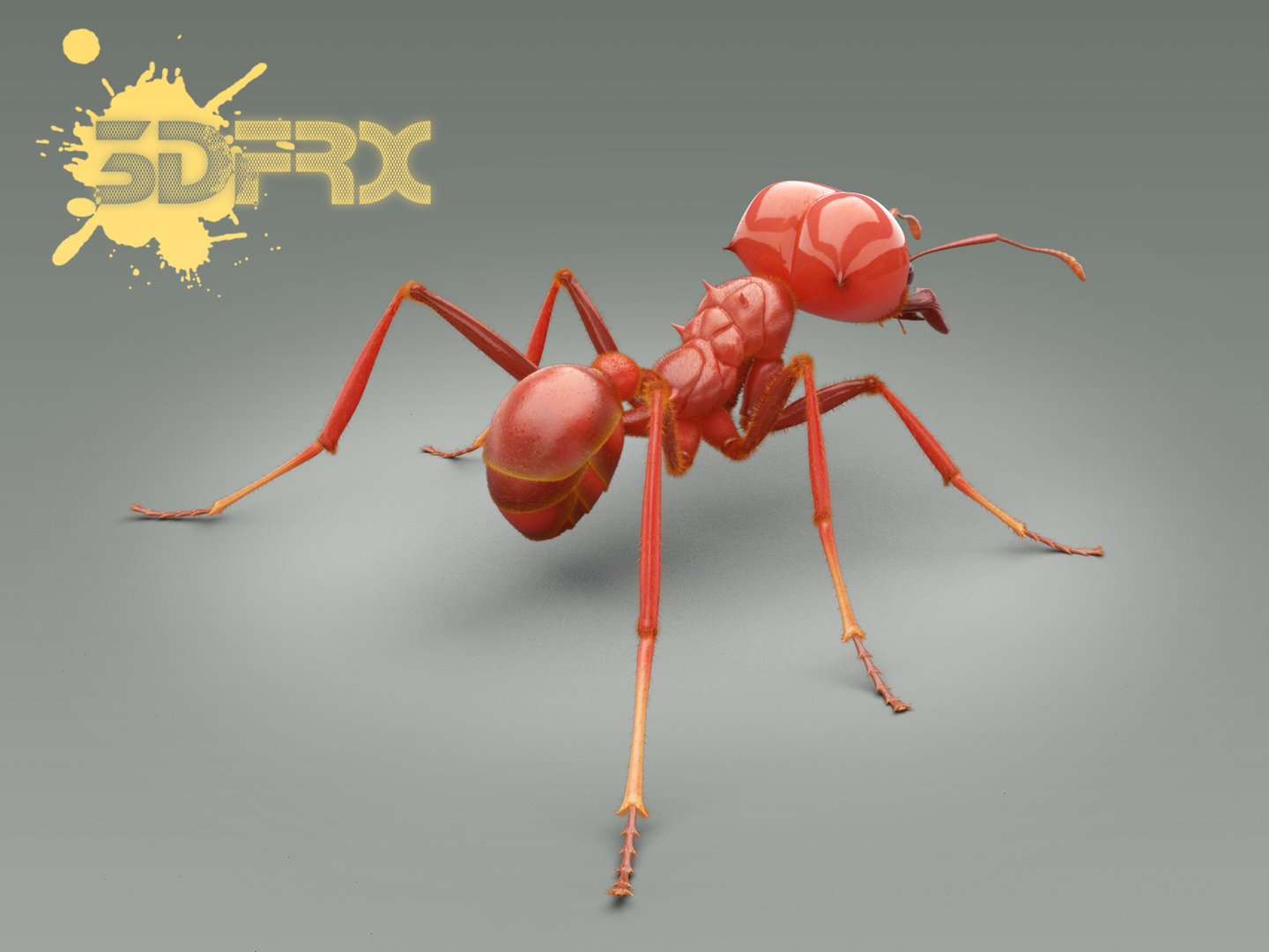 3d ant atta laevigata model