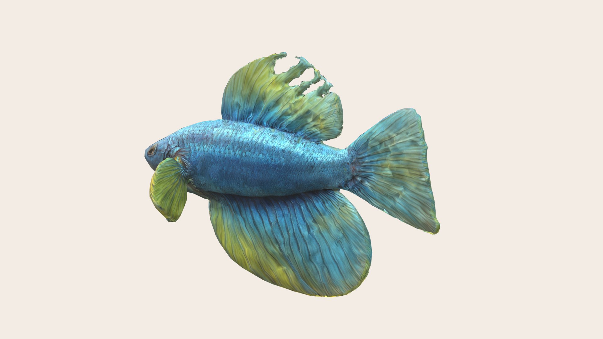 3D Blue Crowntail Betta Fish - TurboSquid 2270766