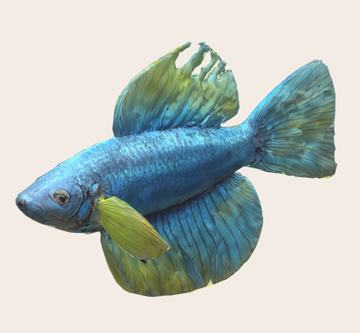 3D Blue Crowntail Betta Fish - TurboSquid 2270766