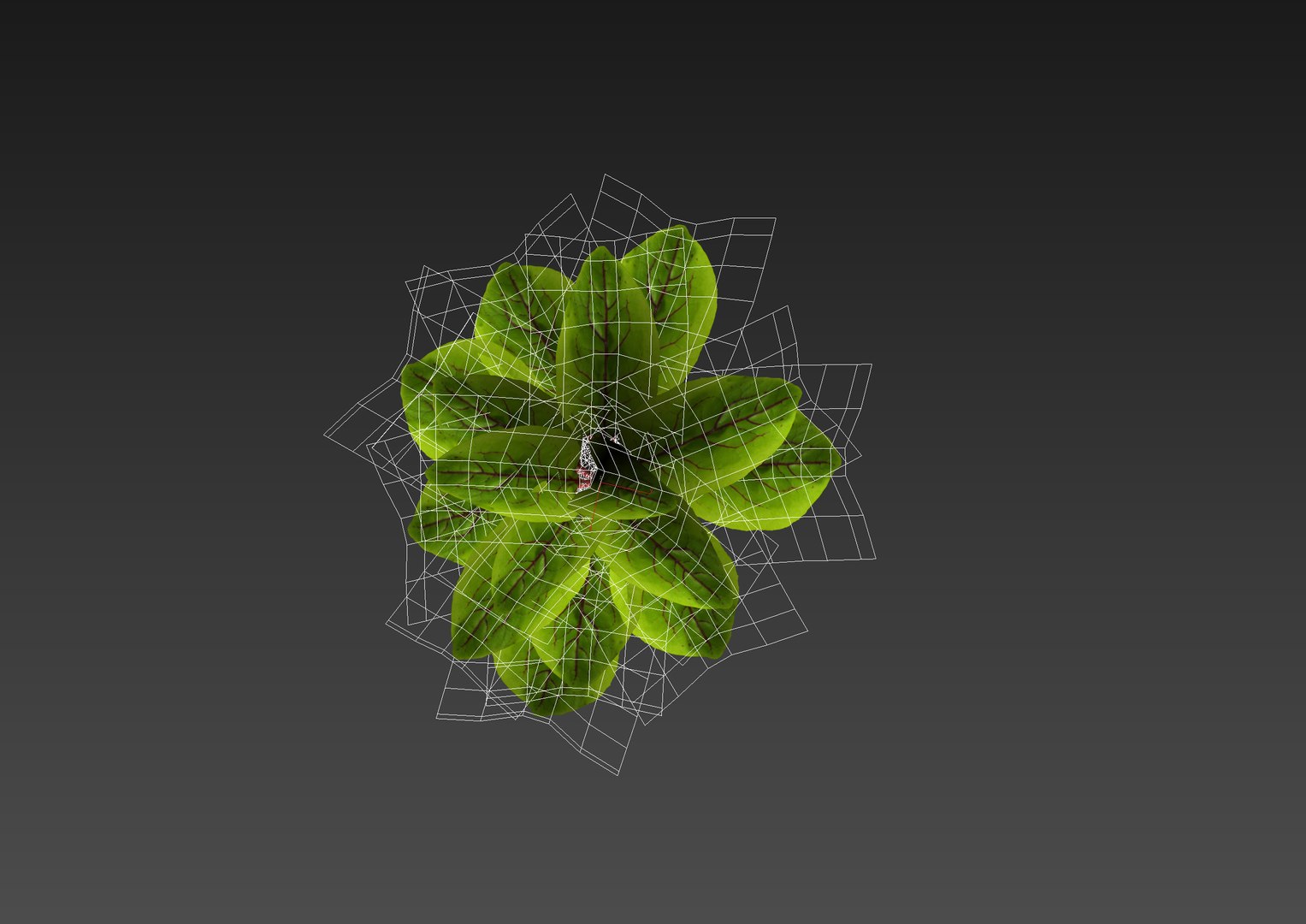 Lettuce Salad Vegetable 3D Model - TurboSquid 1365953