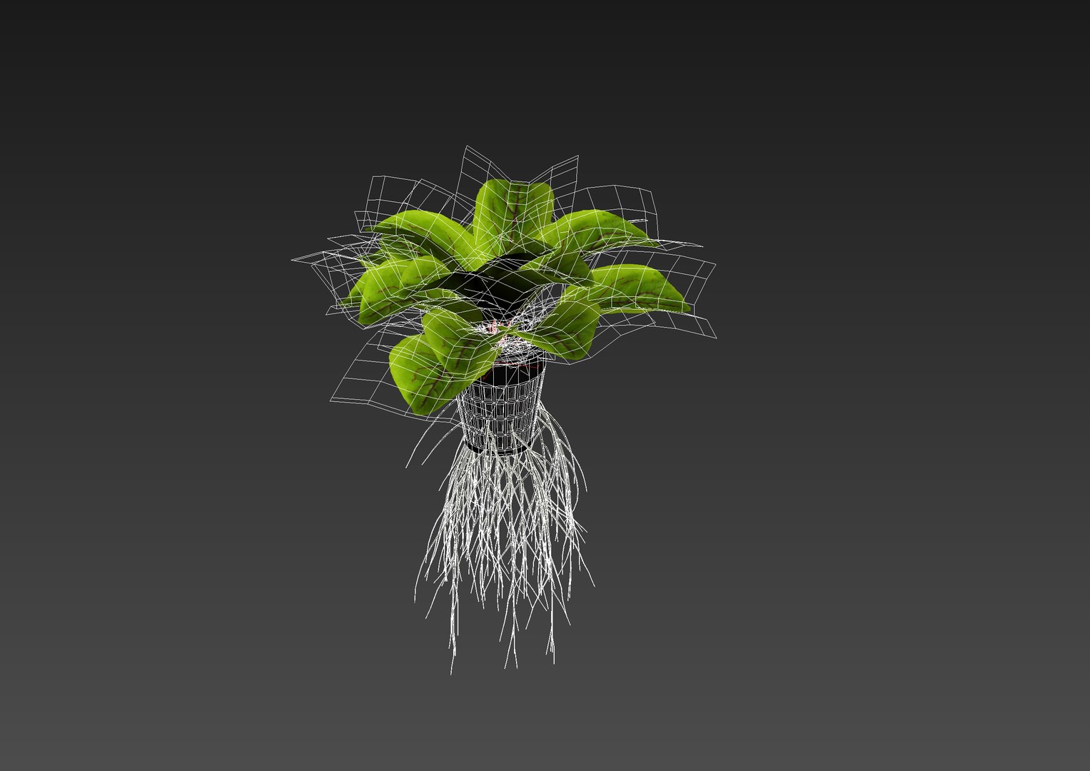 Lettuce Salad Vegetable 3D Model - TurboSquid 1365953