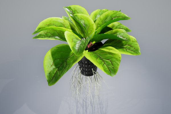 3D Hydroponic Models | TurboSquid