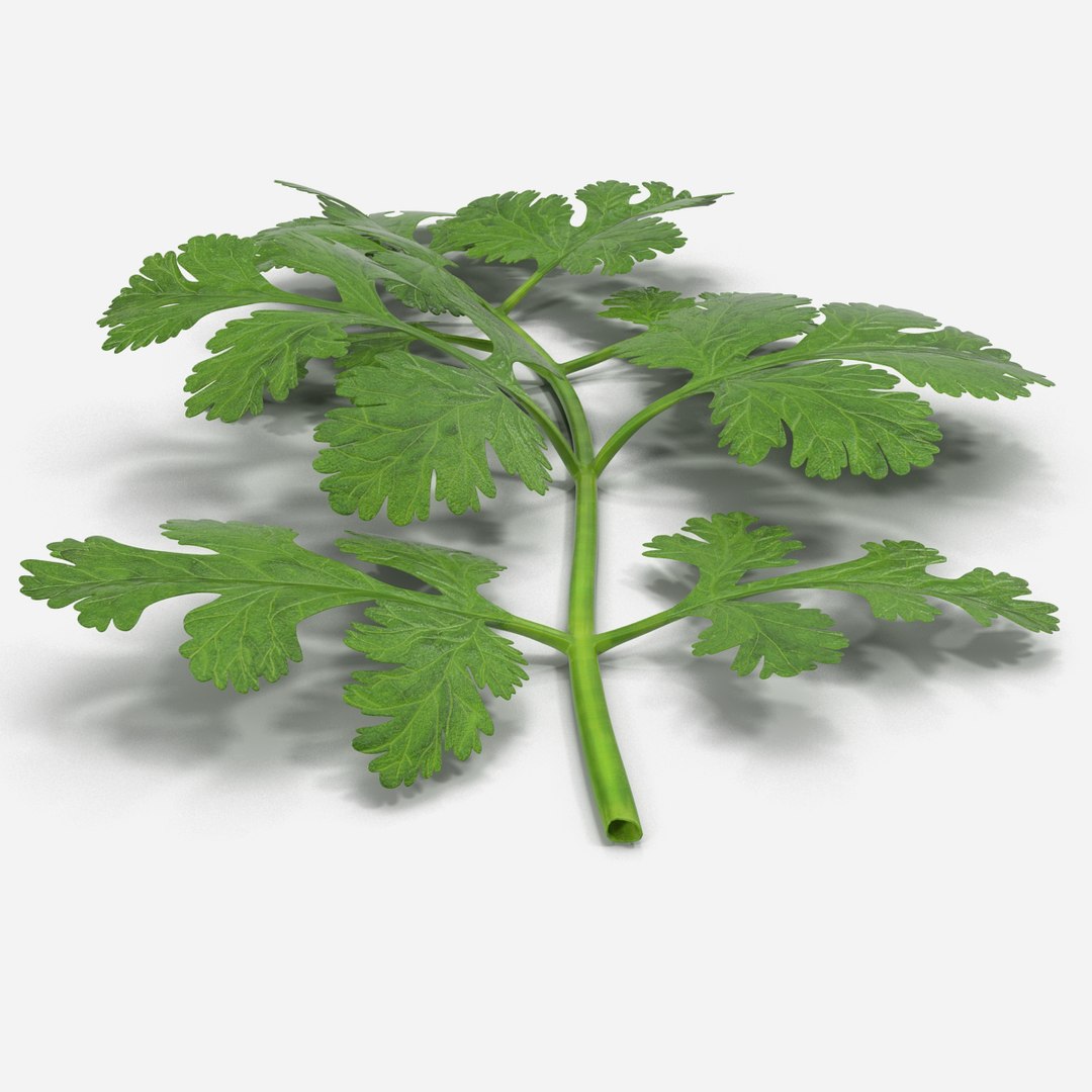 Max Cilantro