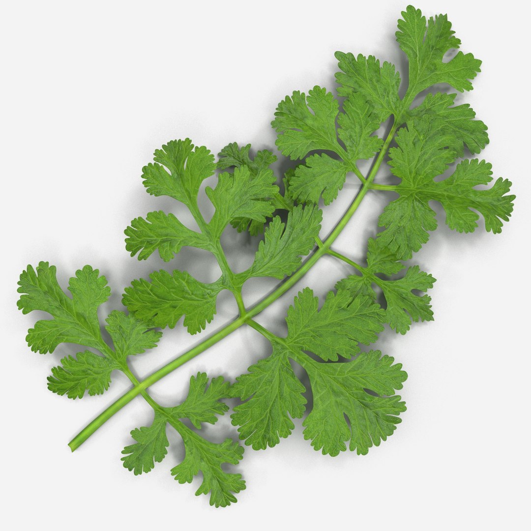 Max Cilantro