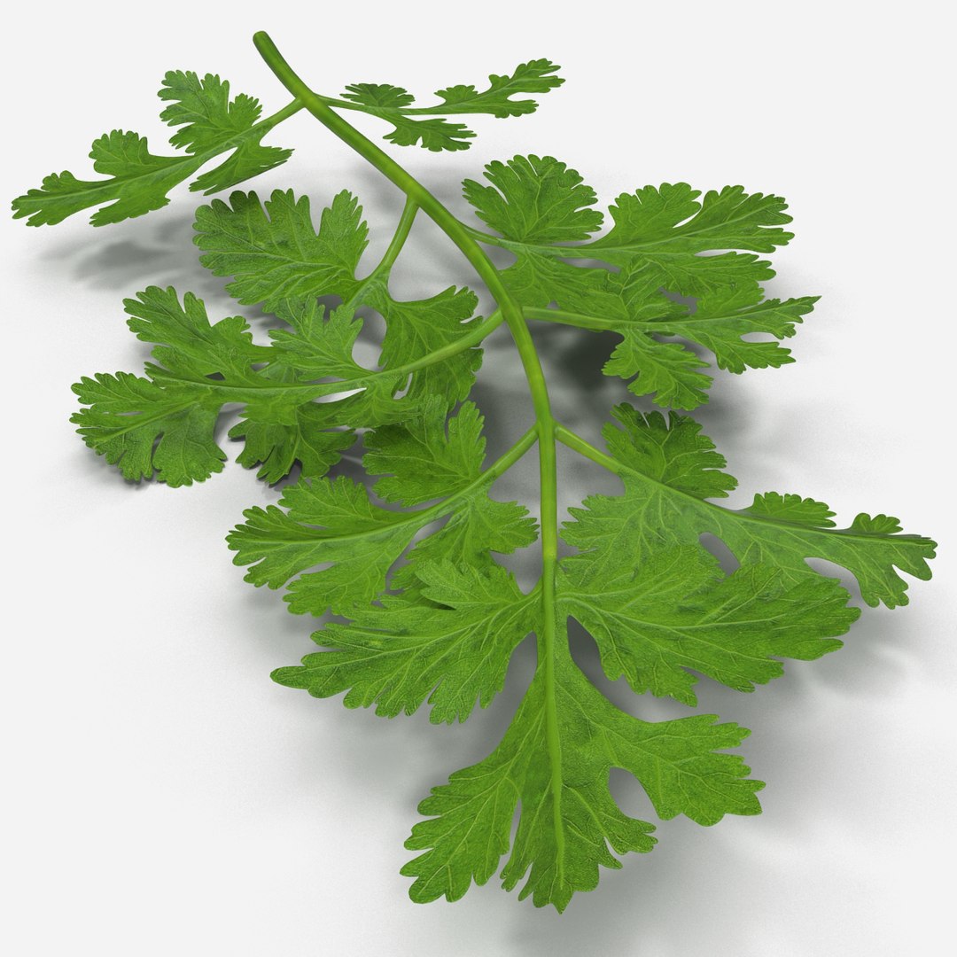Max Cilantro