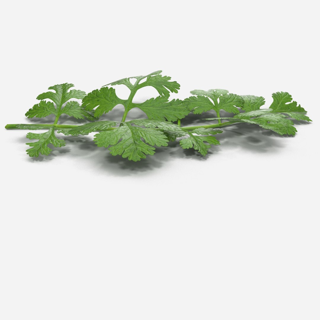 Max Cilantro