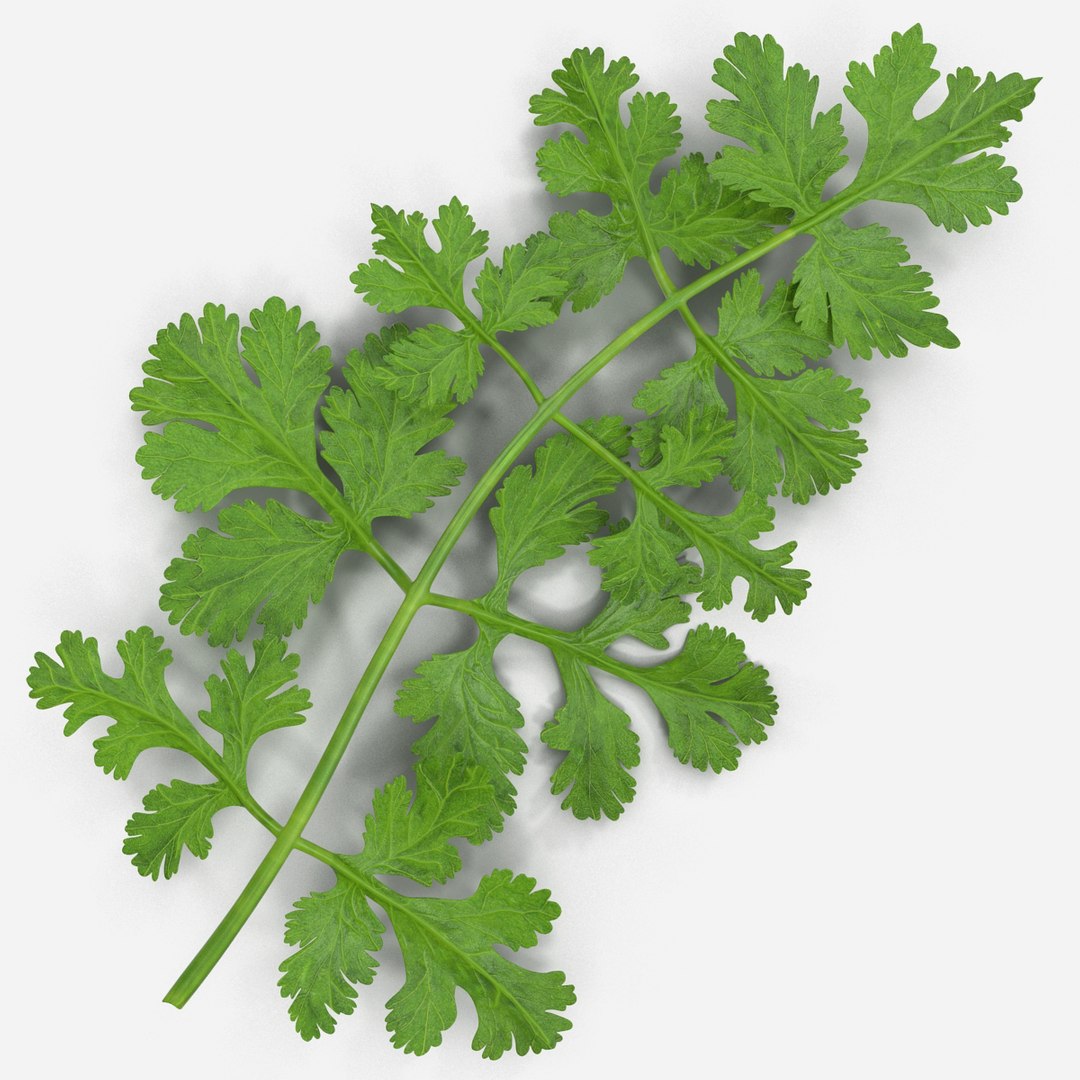 Max Cilantro