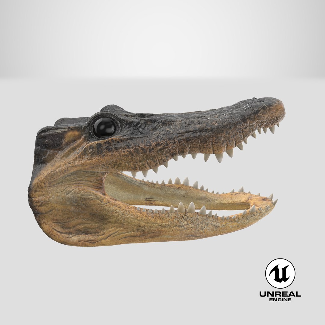 aligator head 3d obj