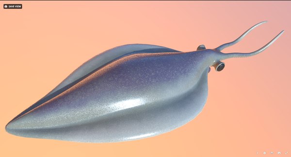 Nectocaris pteryx Modelo 3D - TurboSquid 1576374