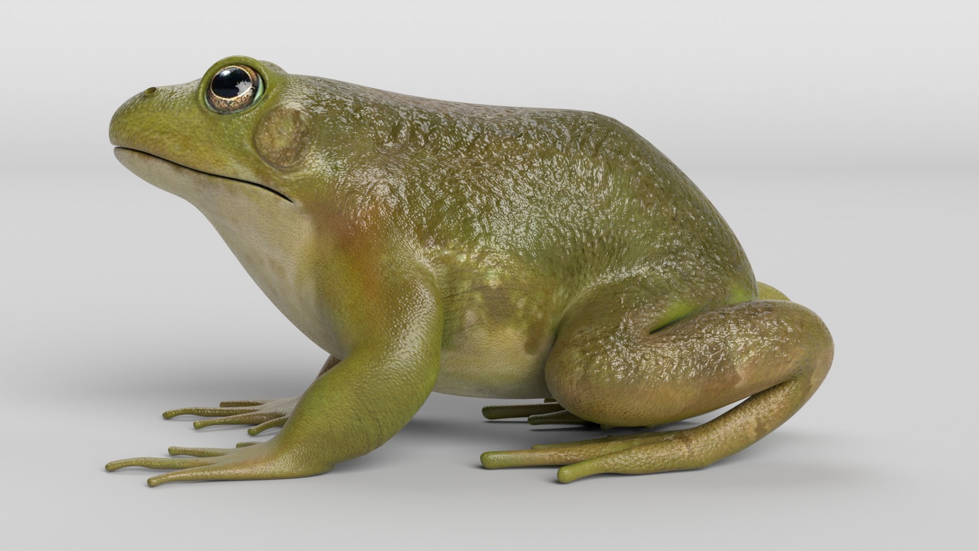 Bullfrog Animated 3D Model - TurboSquid 2123016