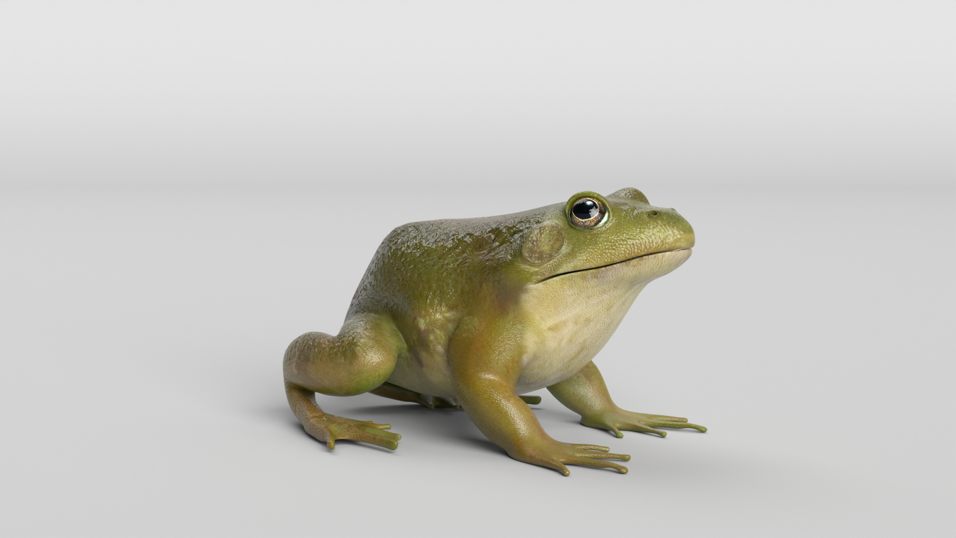 Bullfrog Animated 3D Model - TurboSquid 2123016
