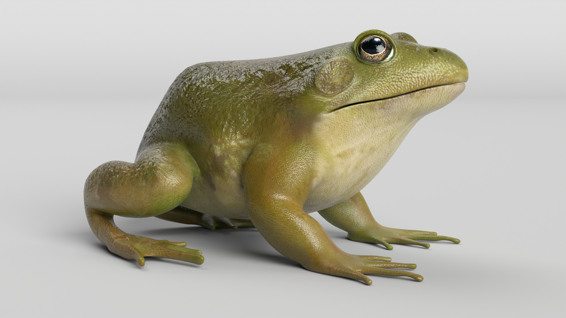 Bullfrog Animated 3D Model - TurboSquid 2123016